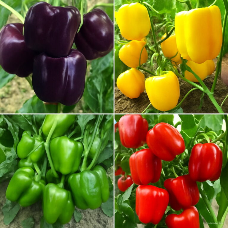 100pcs Mixed Sweet Bell Pepper Seeds Variety Pack - BestSeedsOnline.com ...