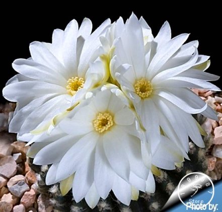 Succulent Cactus Rare Flower Seeds - BestSeedsOnline.com - Free ...