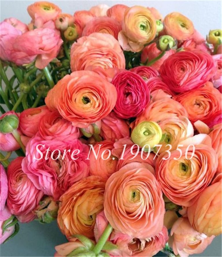 100 Pcs Bonsai Mixed Ranunculus Flower Double Flap Asiaticus Rare ...