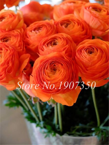 100 Pcs Asiaticus Double Flap Ranunculus Seeds - BestSeedsOnline.com ...
