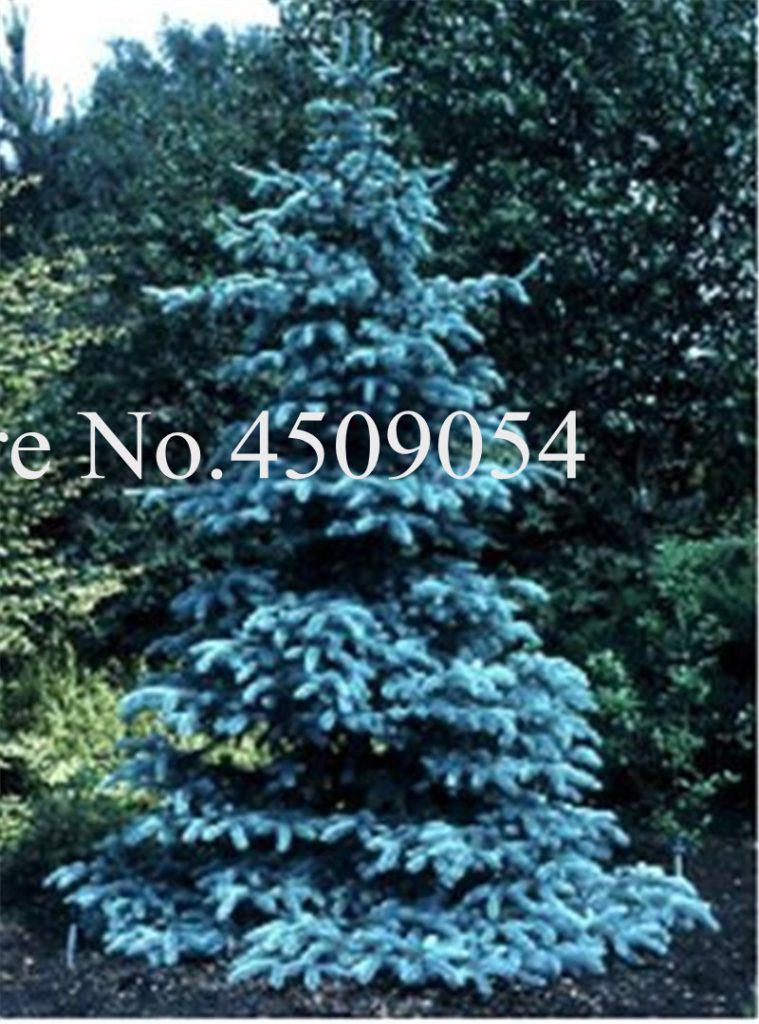 Spruce Tree Seedlings Rare Japanese Succulent Seeds - BestSeedsOnline ...