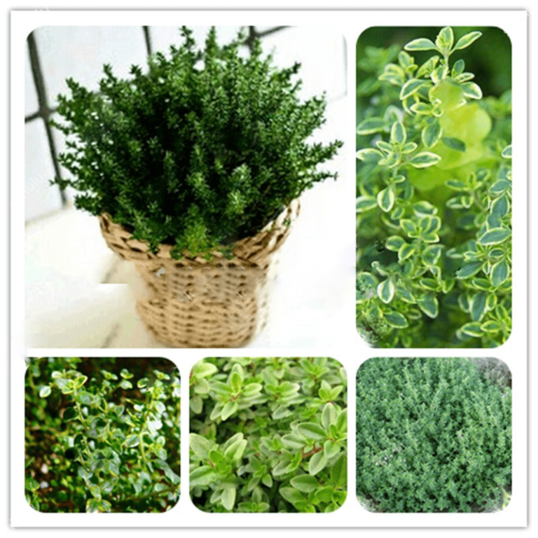 200 Pcs Lemon Thyme Grass Seeds Mosquito Repellent Free Shipping Worldwide