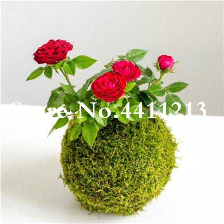 100 Pcs Rare Holland Rose Bonsai Flowers Colorful Home Garden Plants ...
