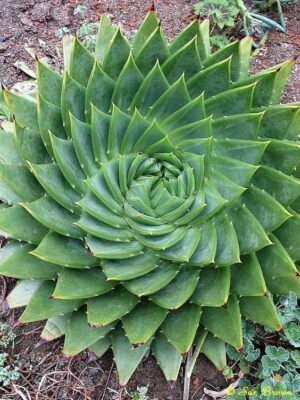 Exotic Aloe Succulent Seeds Miniature Beauty - BestSeedsOnline.com ...