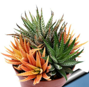 Exotic Aloe Succulent Seeds Miniature Beauty - BestSeedsOnline.com ...