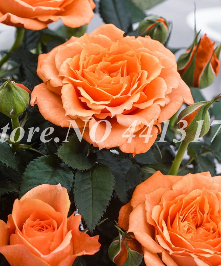 300 Pcs Bag Gorgeous Rose Indoor Fragrant Charming English Rosa Flower ...