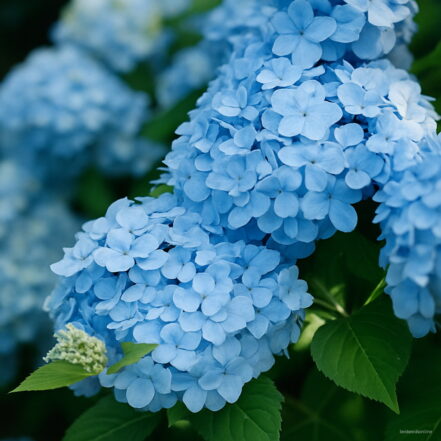 50 Pcs Hydrangea Bonsai Tohum Garden Flower Plants Indoor Flowers Home ...