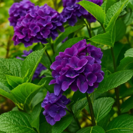 50 Pcs Hydrangea Bonsai Tohum Garden Flower Plants Indoor Flowers Home ...