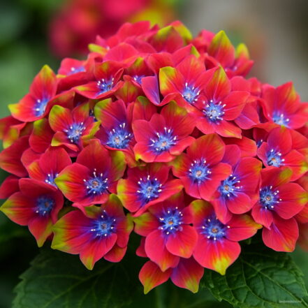 50 Pcs Hydrangea Bonsai Tohum Garden Flower Plants Indoor Flowers Home ...