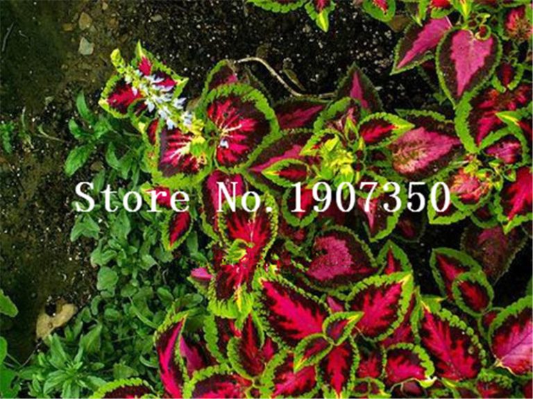 200 Pcs Coleus Plants Rare Rainbow Blumei Bonsai Japanese Flower Home ...