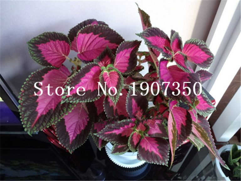 200 Pcs Coleus Plants Rare Rainbow Blumei Bonsai Japanese Flower Home ...
