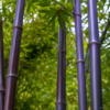Timor Purple Bamboo Seeds 100 Pack - BestSeedsOnline.com - Free ...