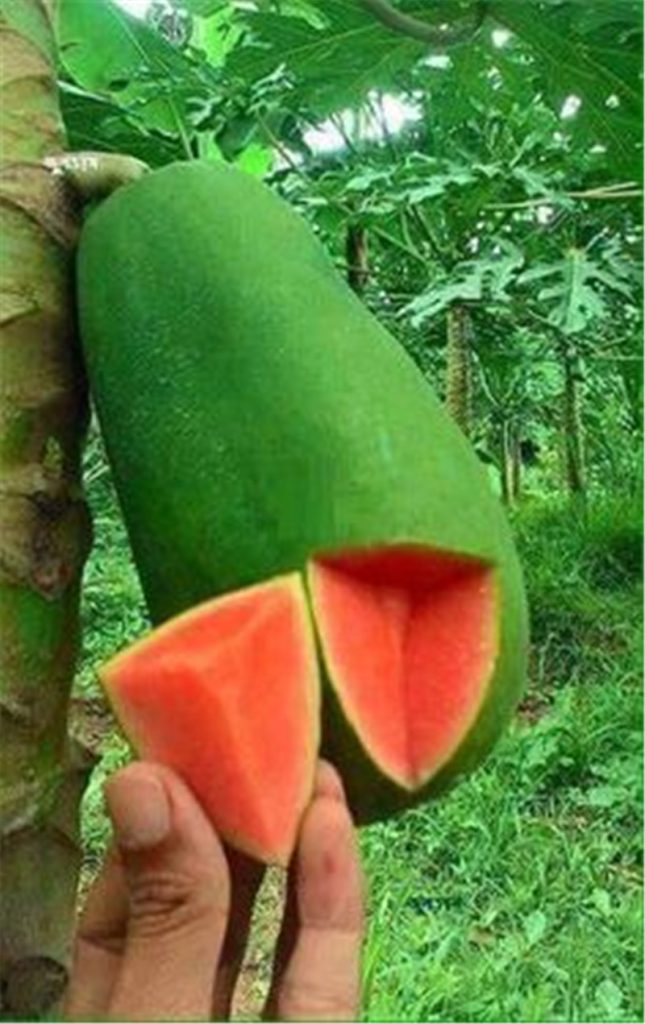 100 Pcs Large Papaya Fruit Tree Seeds - BestSeedsOnline.com - Free ...
