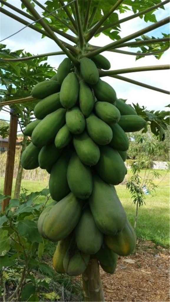 100 Pcs Large Papaya Fruit Tree Seeds - BestSeedsOnline.com - Free ...