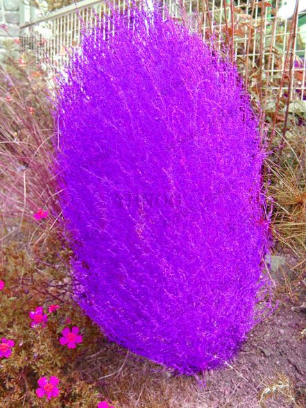 Blue Grass Plants Perennial 105pcs Burning Bush Kochia Scoparia Plantas ...