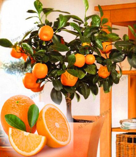 Dwarf Mandarin Orange Tree Seeds - BestSeedsOnline.com - Free Shipping ...