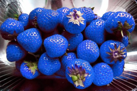 Organic Blue Strawberry Tree Seeds 1000 Pcs Bag - BestSeedsOnline.com ...
