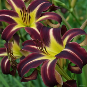 Rare Lily Bonsai Not Bulbs It Flower Pleasant Fragrance Plant Home Amp ...