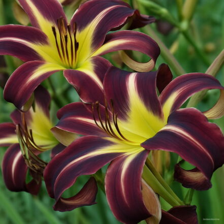 Rare Lily Bonsai Not Bulbs It Flower Pleasant Fragrance Plant Home Amp ...