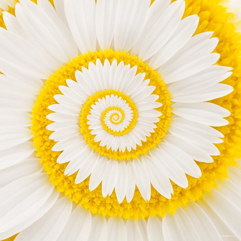 Miracle Daisy Rare Flower Seeds - BestSeedsOnline.com - Free Shipping ...