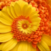 Miracle Daisy Rare Flower Seeds - BestSeedsOnline.com - Free Shipping ...