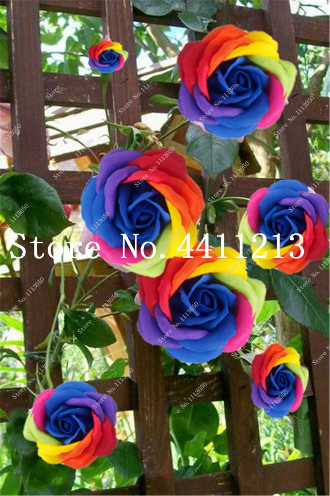50pcs Blue Climbing Rose Dark Red Pink Flower Plants Easy Grow Flowers ...