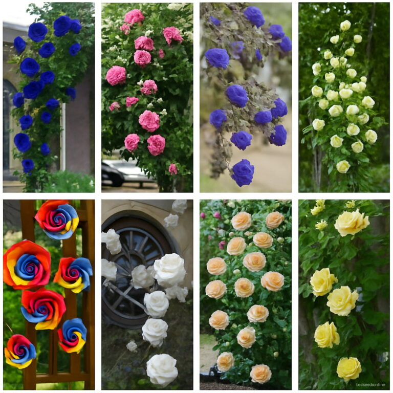 50pcs Blue Climbing Rose Dark Red Pink Flower Plants Easy Grow Flowers ...
