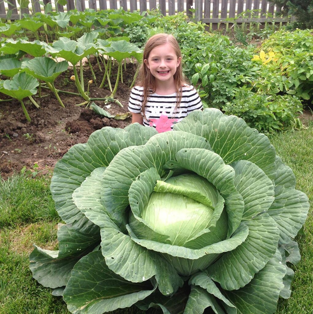200 Pcs Organic Giant Cabbage Seeds 98 Germination - BestSeedsOnline ...