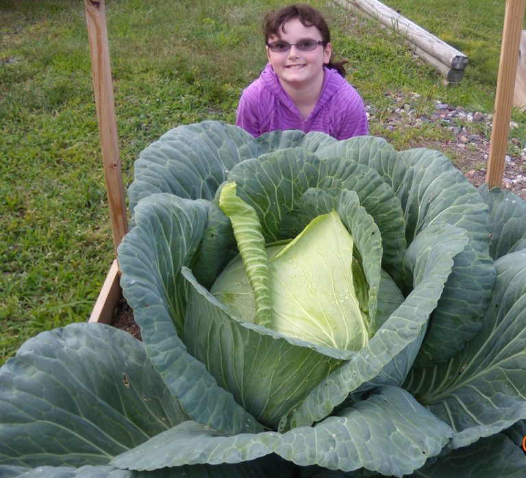 200 Pcs Organic Giant Cabbage Seeds 98 Germination - BestSeedsOnline ...