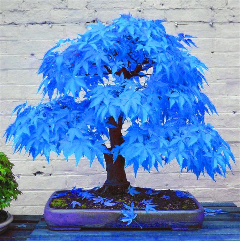 20pcs Rare Blue Japanese Maple Tree Seeds - BestSeedsOnline.com - Free ...
