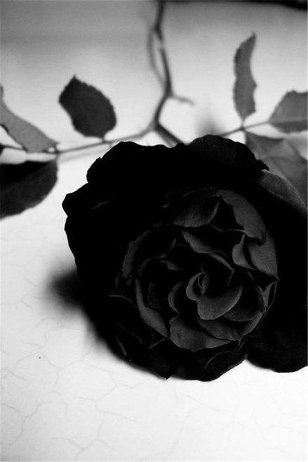 On Sale!!! 1000 Particles Bag Chinese Black Rose Strong Fragrant Garden ...