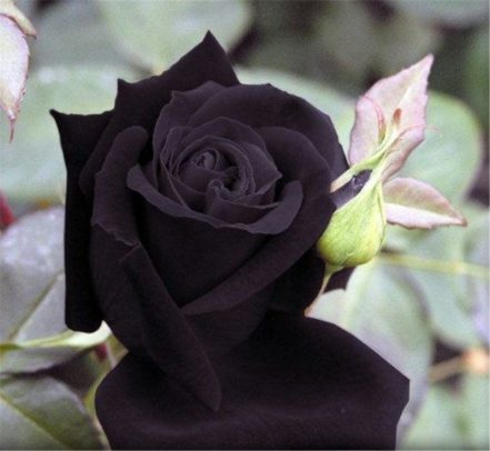 On Sale!!! 1000 Particles Bag Chinese Black Rose Strong Fragrant Garden ...