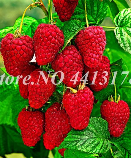 200 Pcs Bag Chinese Wild Raspberry Mixed Color Giant Bonsai Potted ...
