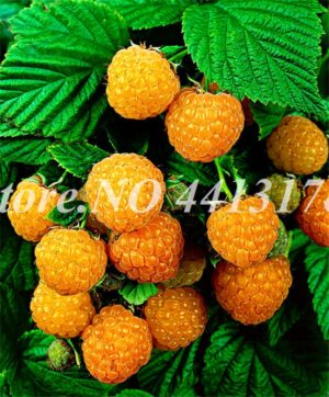 200 Pcs Bag Chinese Wild Raspberry Mixed Color Giant Bonsai Potted ...