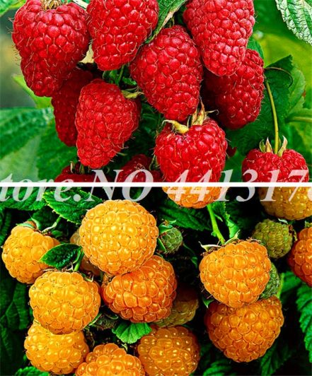 Giant Chinese Wild Raspberry Seeds Mixed Colors Easy Grow ...
