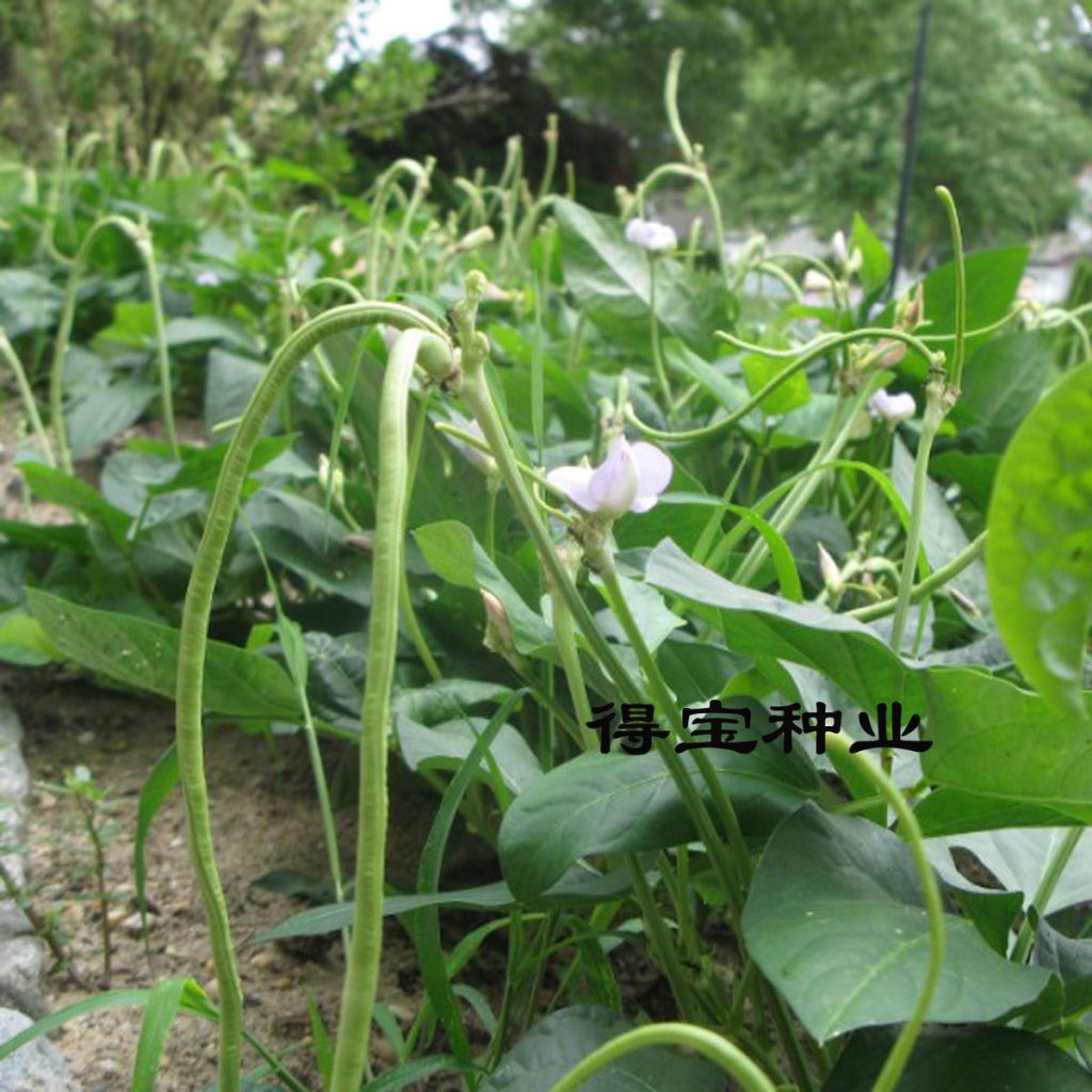 Organic Long Bean Vine Seeds 10pcs - BestSeedsOnline.com - Free ...
