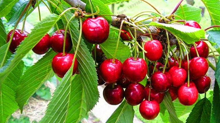 Kind Fruit Bonsai Tree Plant Flores Kiwi Cherry Apple Orange Total 100 ...