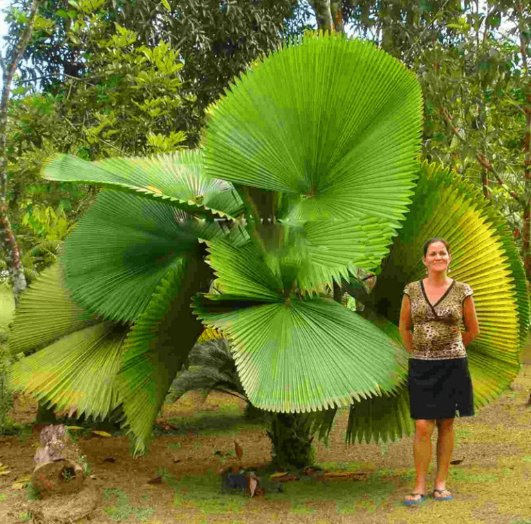 Exotic Chinese Fan Palm Seeds 10pcs - BestSeedsOnline.com - Free ...