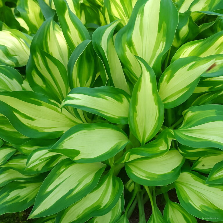 100pcsbag Mixed Color Hosta In Full Flower Flores Bonsai Plantas Grass ...