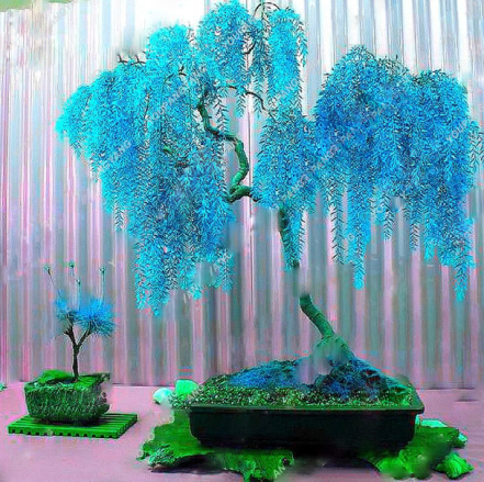 50pcs Evergreen Tree Seeds Rare Sky Blue - BestSeedsOnline.com - Free ...