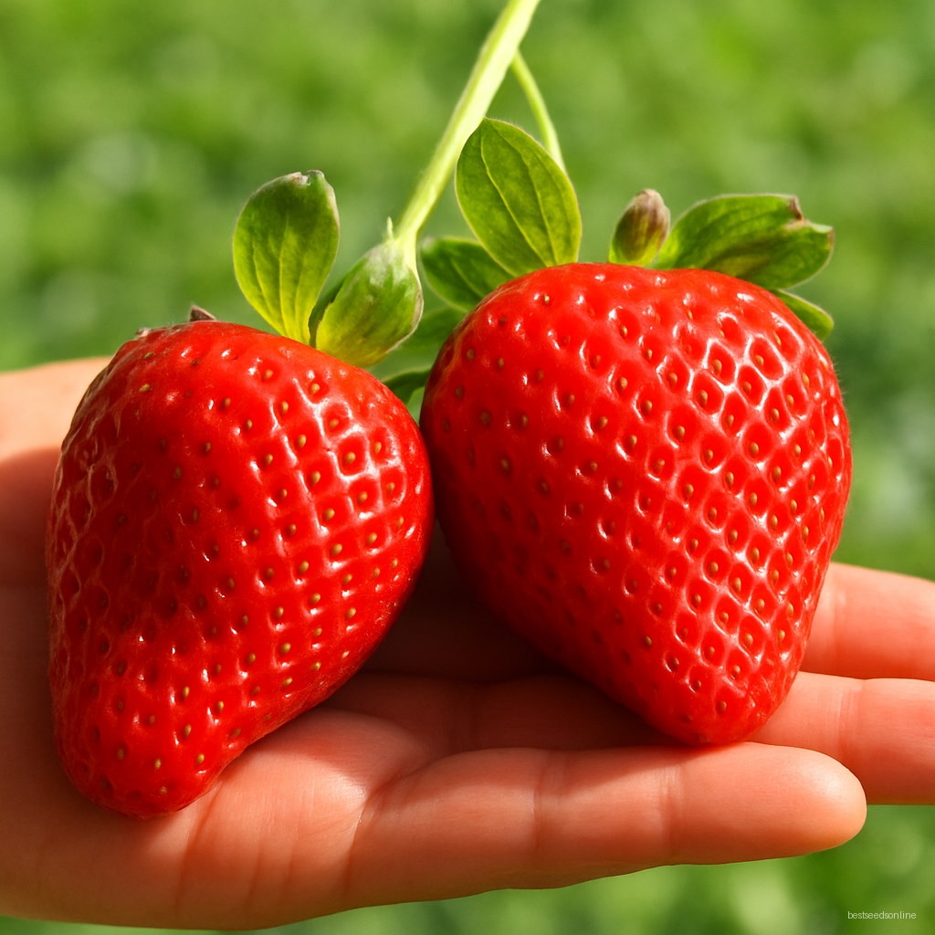 Best-selling!100 Pcs Climbing Strawberry Bonsai Red Plant Salubrious Taste Non-gmo Mount ...