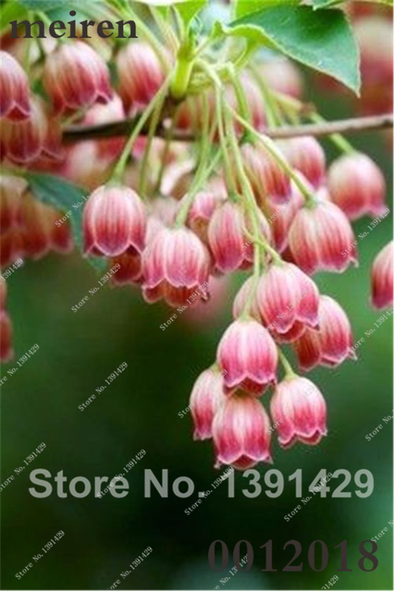 Bell Orchid Flower Seeds 100 Pcsbag - BestSeedsOnline.com - Free ...