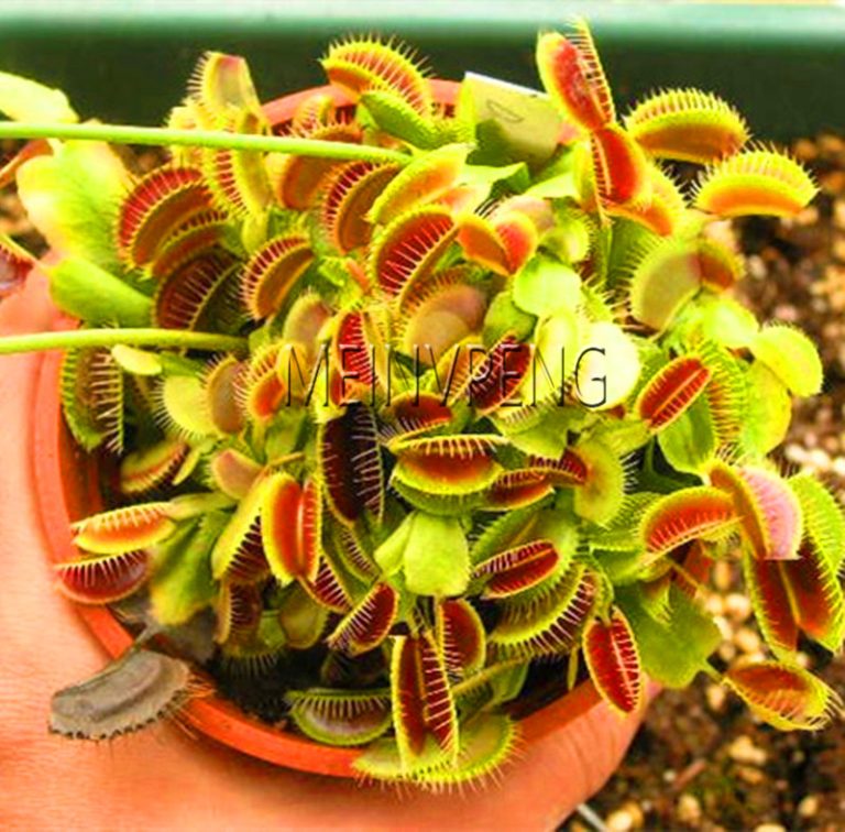 Dionaea Muscipula Giant Flytrap Seeds - BestSeedsOnline.com - Free ...