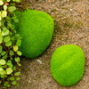 Moss Seeds 100pcs For Green Landscape - BestSeedsOnline.com - Free ...
