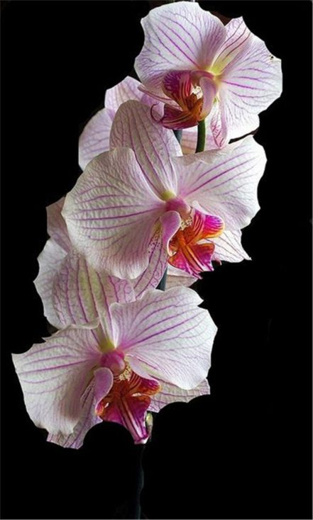 High 100 Pcs Cymbidium Flower Plantbonsai Colours To Choose Plant Home ...