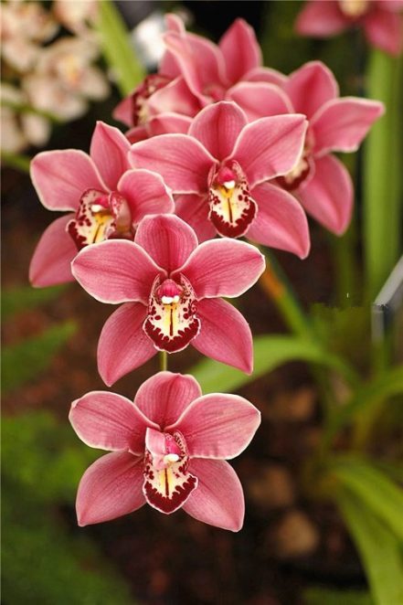Cymbidium Flower Seedlings 100 Pcs Multiple Colors Easy Growth ...