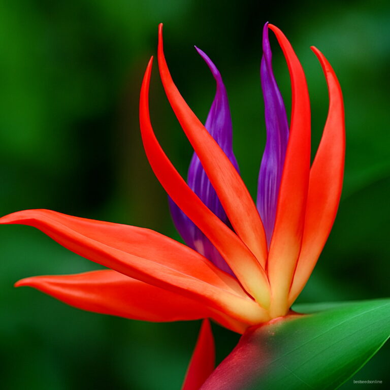 Strelitzia Bird Paradise Seeds 100 Pcs - BestSeedsOnline.com - Free ...