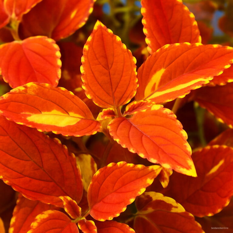 100 Pcs Chinese Coleus Seeds Vibrant Mini Foliage - BestSeedsOnline.com ...