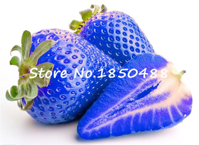 300pcs Blue Strawberry Seeds Edible Nutritious - BestSeedsOnline.com ...