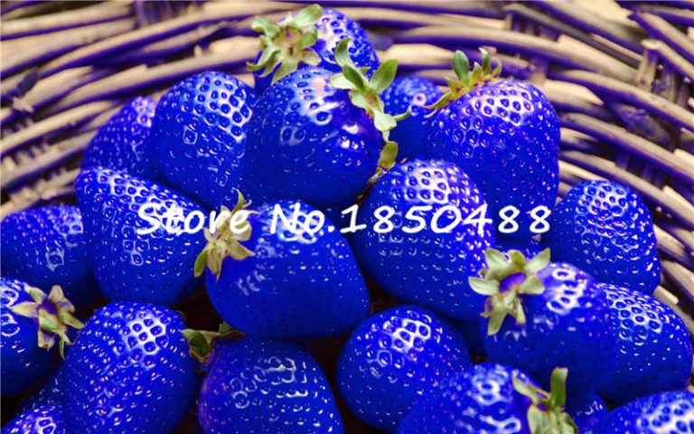 300pcs Blue Strawberry Seeds Edible Nutritious - BestSeedsOnline.com ...